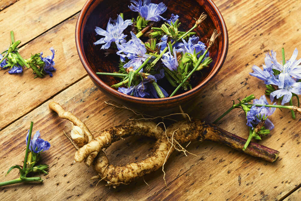 Can Chicory Root Boost GLP-1? | Go Healthier